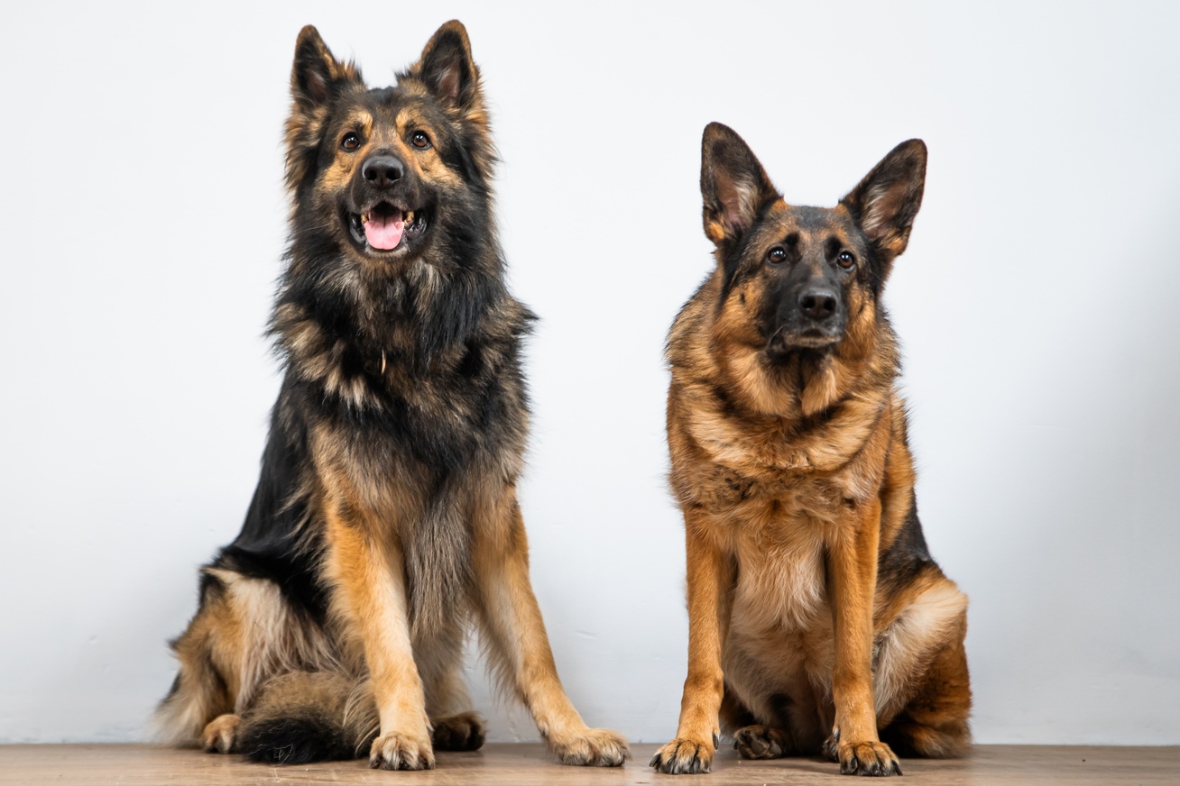 Waar staat GSD Auctions voor? - gsd-auctions․nl