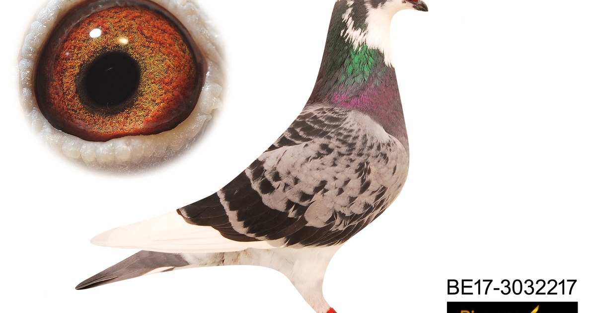 Duif 91 - 17-3032217 - Deprez-Bataille - Pigeons4you