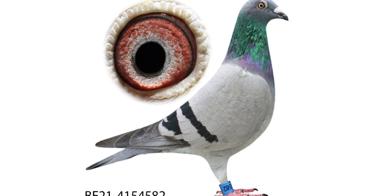 Duif 100 - 21-4154582 - Poppe Willy - Pigeons4you