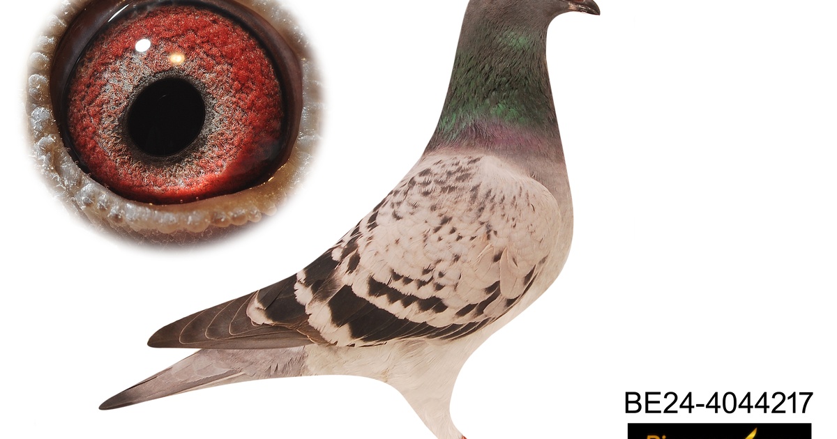 Duif 127 - 24-4044217 - Mertens Roger - Pigeons4you