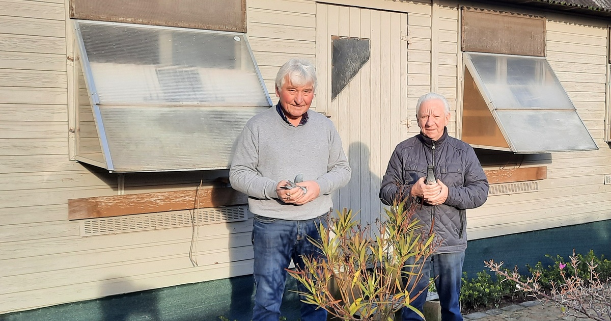 BON 36 - De Jaerme - Casteur (Vichte) - Pigeons4you